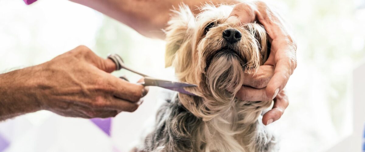 Toilettage Professionnel pour Chiens - Héricourt & Montbéliard
